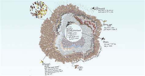 Image result for Example of RPA Bird Count