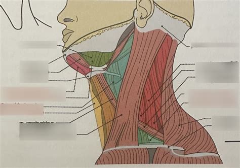 Image result for How to Build Neck Muscles Chart