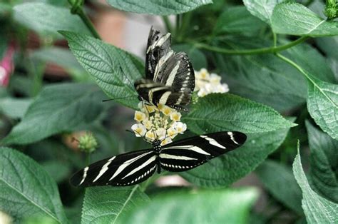 Premium Photo | Close-up of butterflies pollinating on flowers