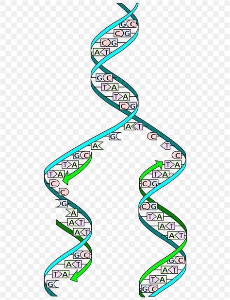 Image result for Life Science Grade 12 DNA Replication