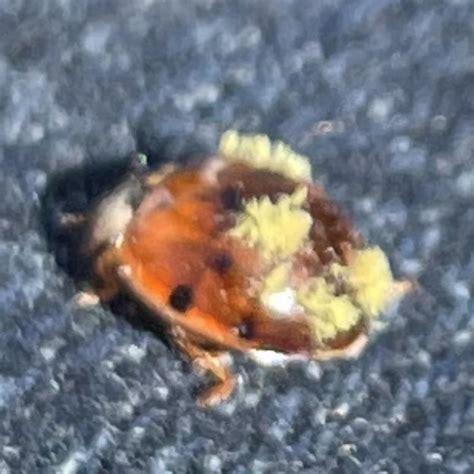 Image result for Lady Bug Insects