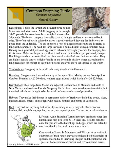 Image result for Common Snapping Turtle Life Cycle