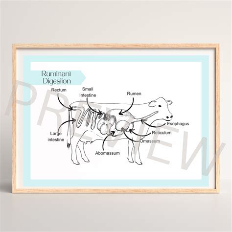 Image result for Ruminant Animals Digestive System