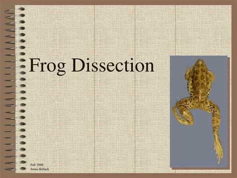 Image result for Female Frog Dissection