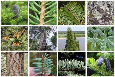 Image result for Fir Tree Identification