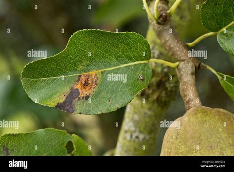 Image result for Pear Tree Leaf Rust