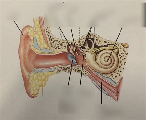 Image result for Ear Dissection Labeled