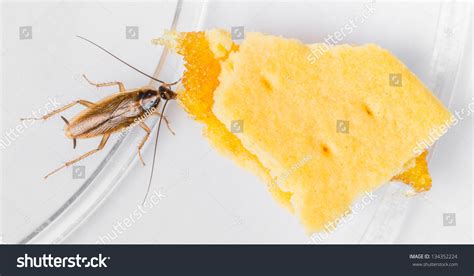 Image result for Cockroach Eating Food