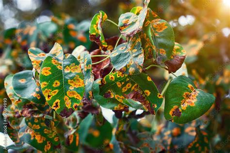 Image result for Pear Tree Leaf Rust