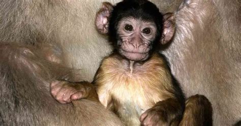 Image result for Macaque Behavior