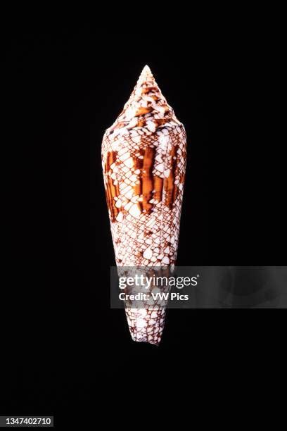 Image result for Venomous Sea Shell