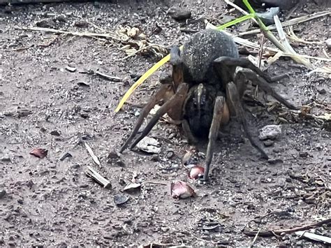 Image result for Identifying Spiders