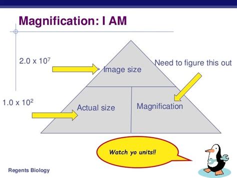 Image result for Unit of Magnification