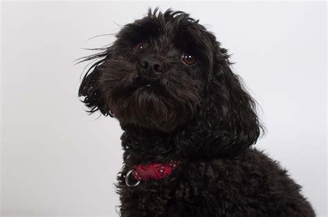 Image result for Cavapoo Dog