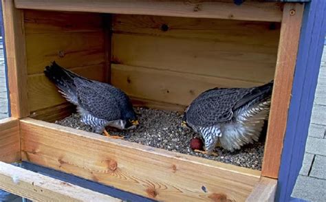 Image result for Falcon Box