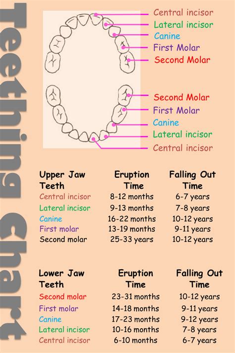 Image result for Teething Chart