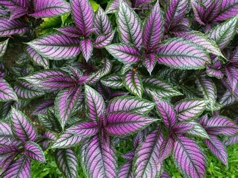 Image result for Shade Loving Perennials