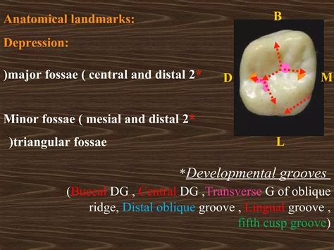maxillary first molar | PPT