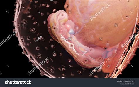 Image result for 4 Week Embryo