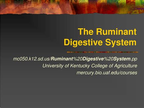 Image result for Ruminant Animals Digestive System