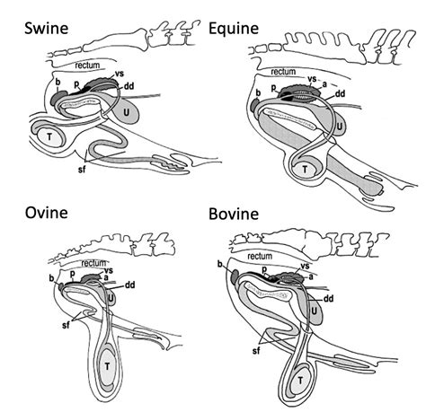Male Reproductive System Diagram | Quizlet