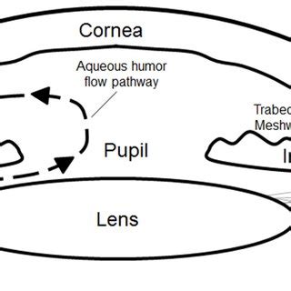 Image result for Aqueous Humor Outflow