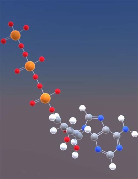 Image result for ATP Molecule Model