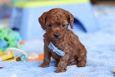 Image result for Red Cavapoo Long Hair