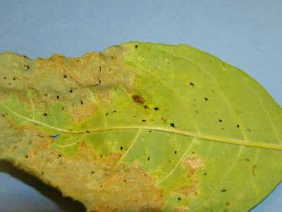 Image result for Ash Tree Bug