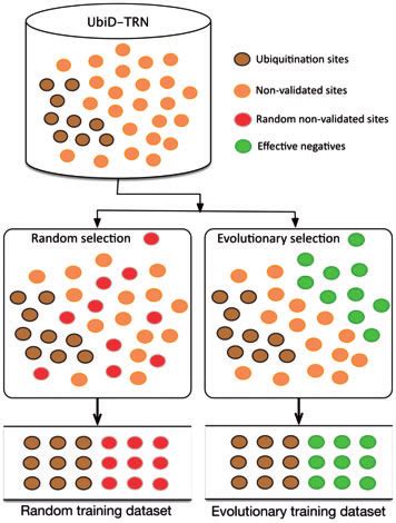 Image result for Random Selection Biology