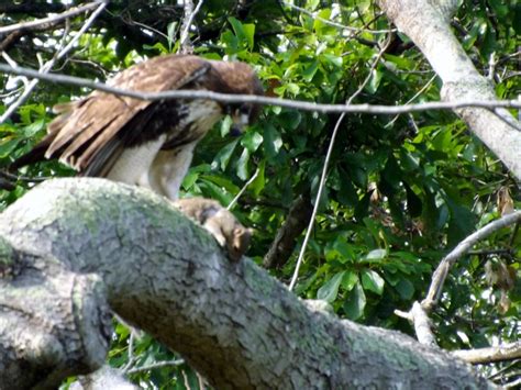 Image result for Red Tail Hawk Caatching Squirrel