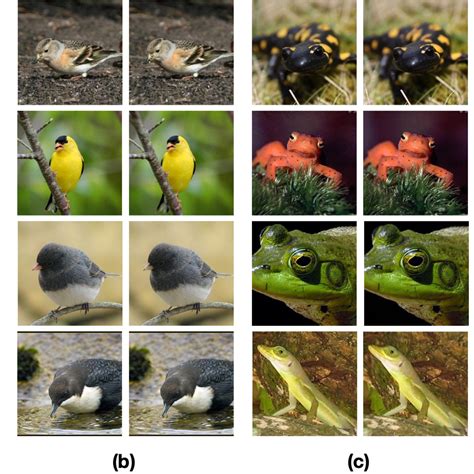 Image result for Image Net Dataset Image Examples