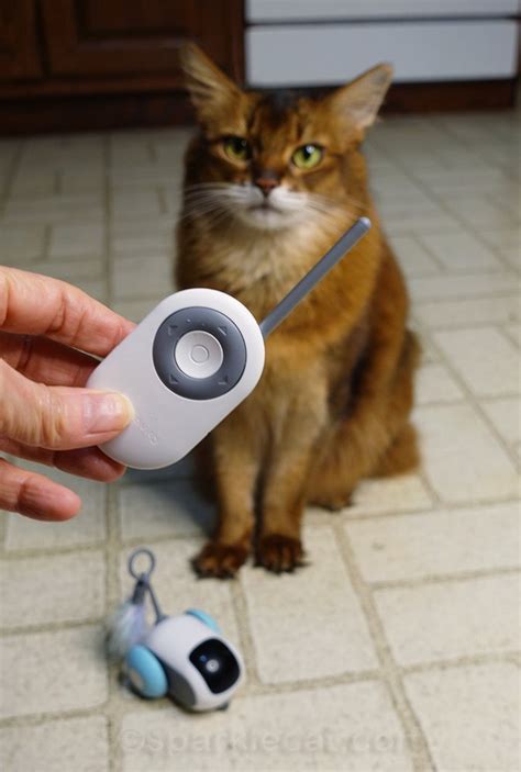 Image result for Remote Control Cat Sounds