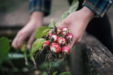 Image result for Very Small Farm Setup