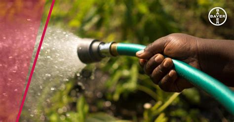 Image result for Bayer Life Values