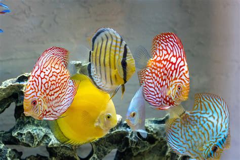 Image result for Types of Discus