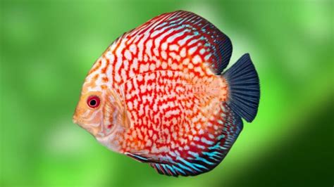 Image result for Discus Fisg