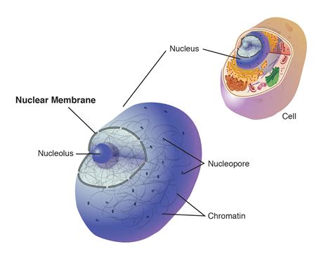 Image result for Nuclear Envelope Membrane Function