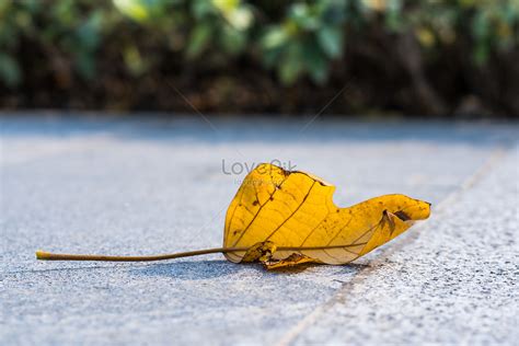 Image result for One Leaf Falling Image