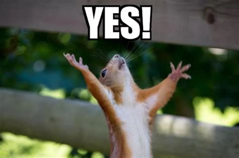 Image result for Yes Button Meme