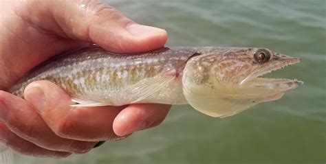 Image result for Lizard Fish