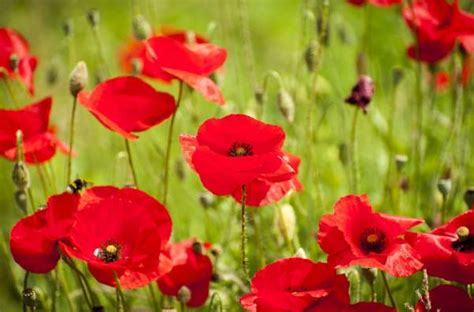 Image result for Scarlet Color RGB Code