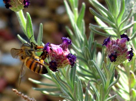 Image result for Pollinating Types of Bees