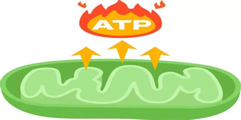 Image result for ATP Full Structure