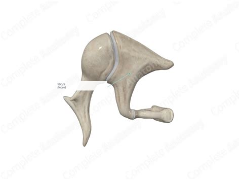 Image result for Incus On-Ear Model