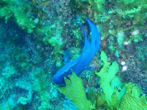 Image result for How to Use Blue Devil