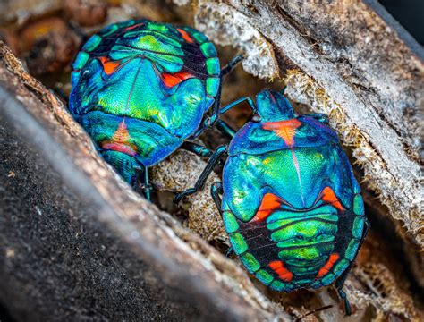 Image result for Colorful Bugs Insects
