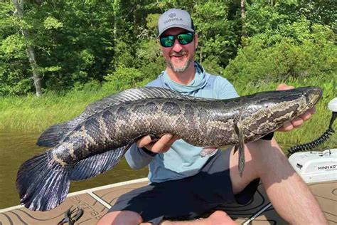 Image result for Snakehead Fish Hunting