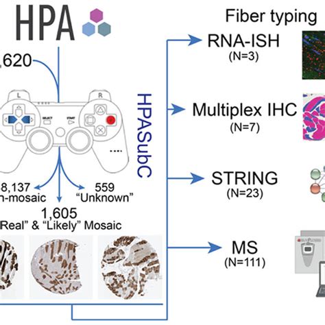 Image result for Multiplex IHC Texture Types Diffuse
