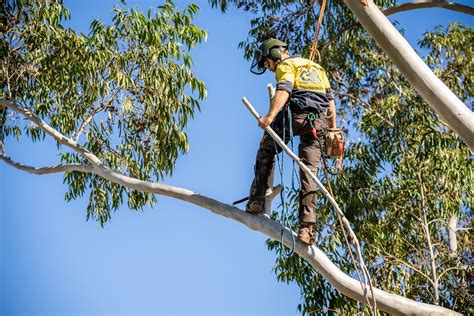 Image result for Tree Lopper Lift